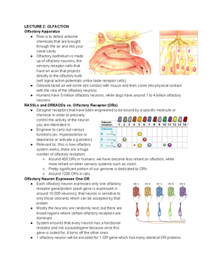 MC1-NEUR 2001 Principles IN Neuroscience-THE Different Types OF Neurons ...
