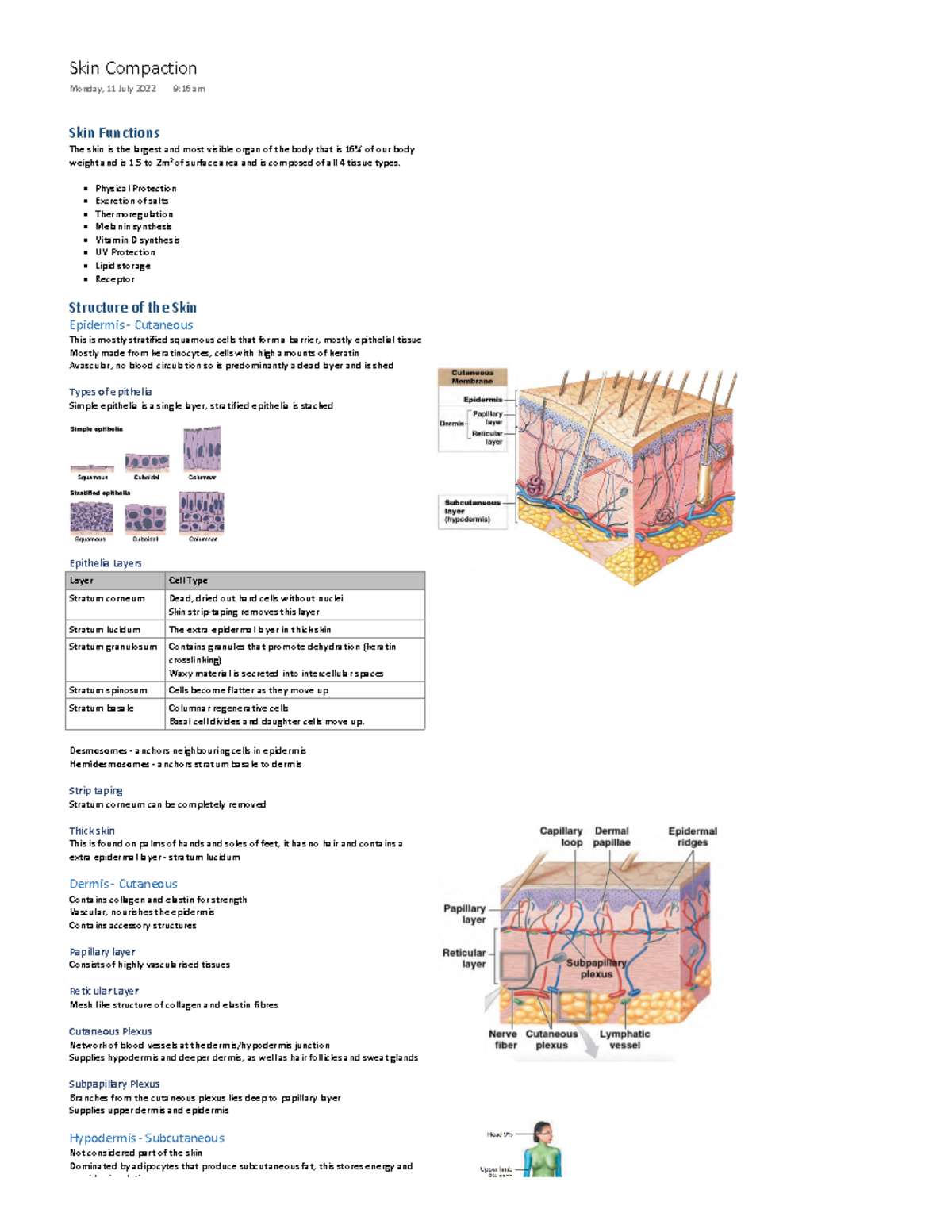 Skin-1 - First set of notes from skin - Skin Functions The skin is the ...