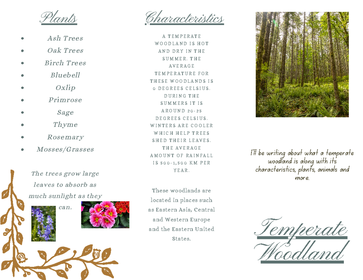 Green and White Natural Funeral Trifold Brochure - Ash Trees Oak Trees ...