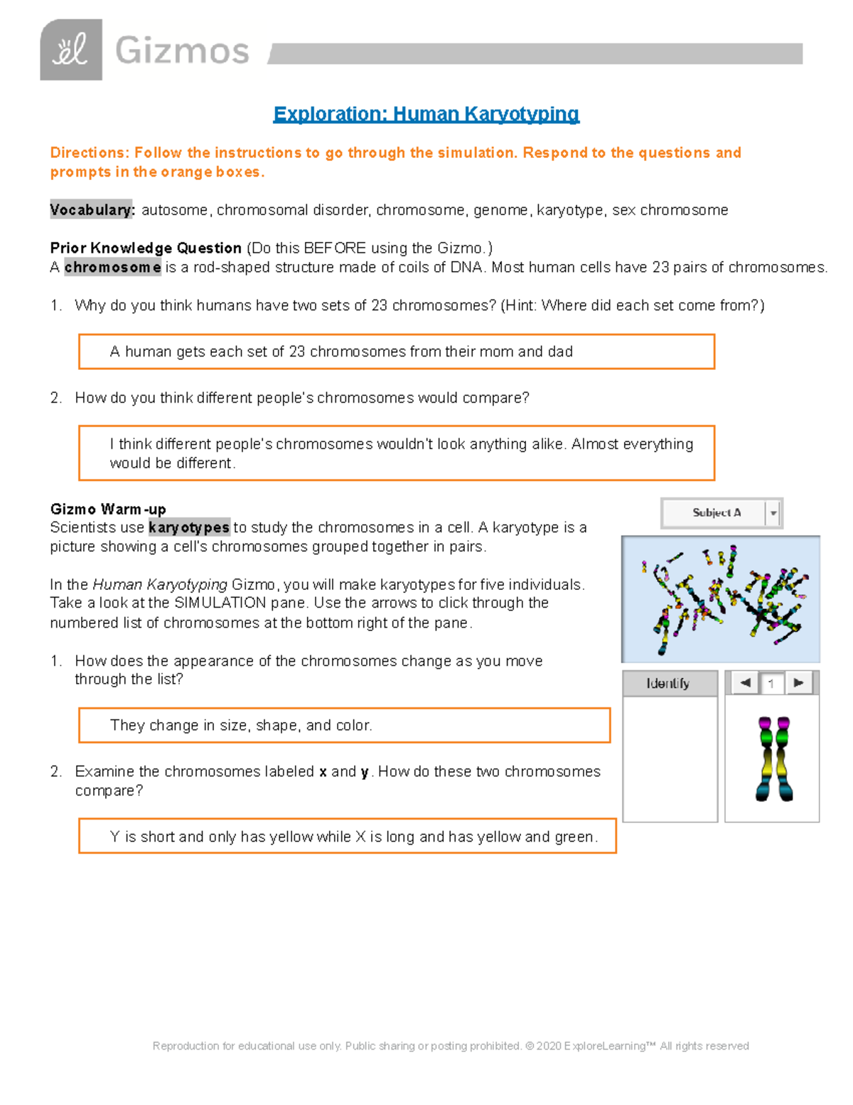 Karyotype Lab write up - Lab report following the in-class lab work ...