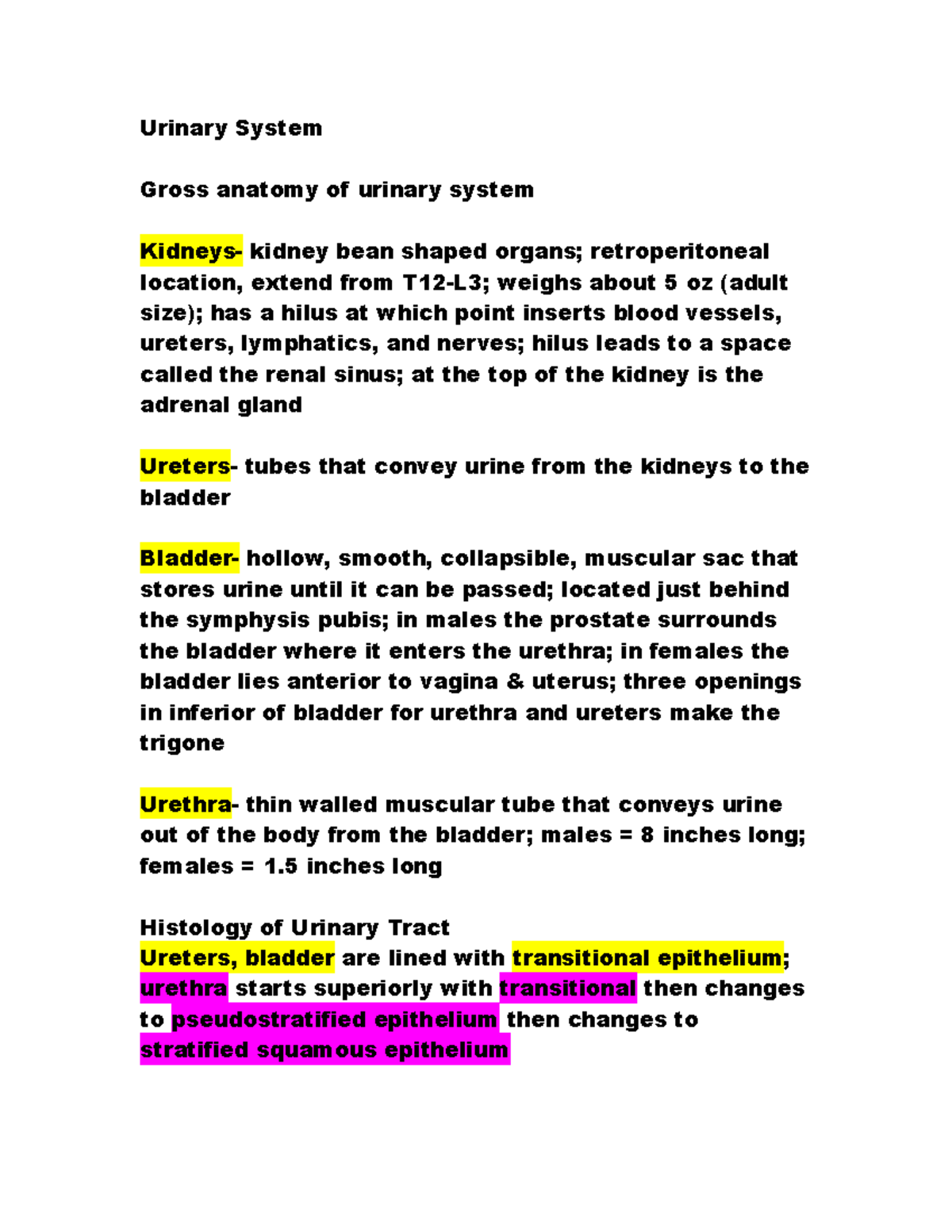 Chapter 24 Urinary System - Urinary System Gross anatomy of urinary ...