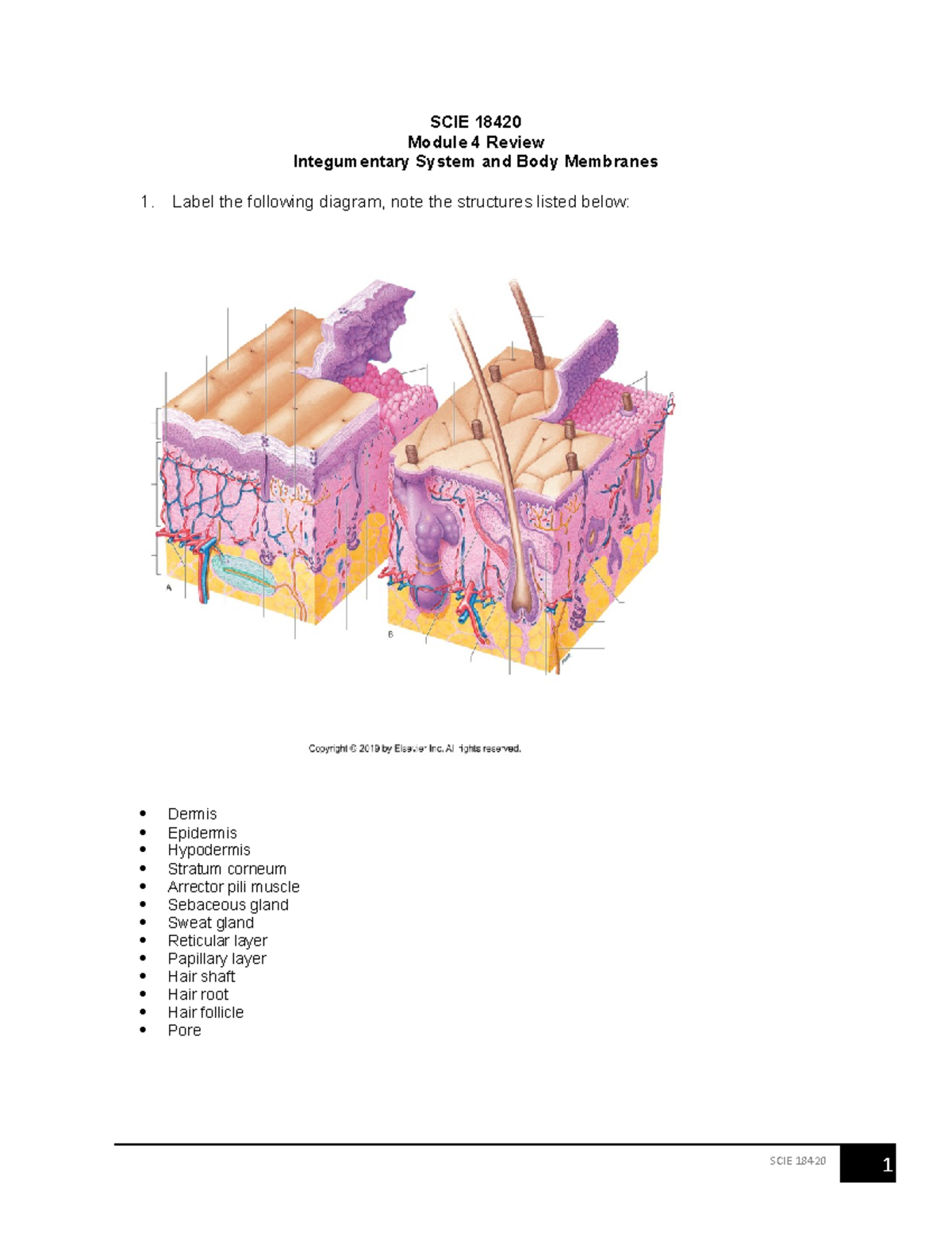 Module 4 Integumentary System and Body Membranes Review - SCIE 18420 SCIE 18420 Module 4 Review ...
