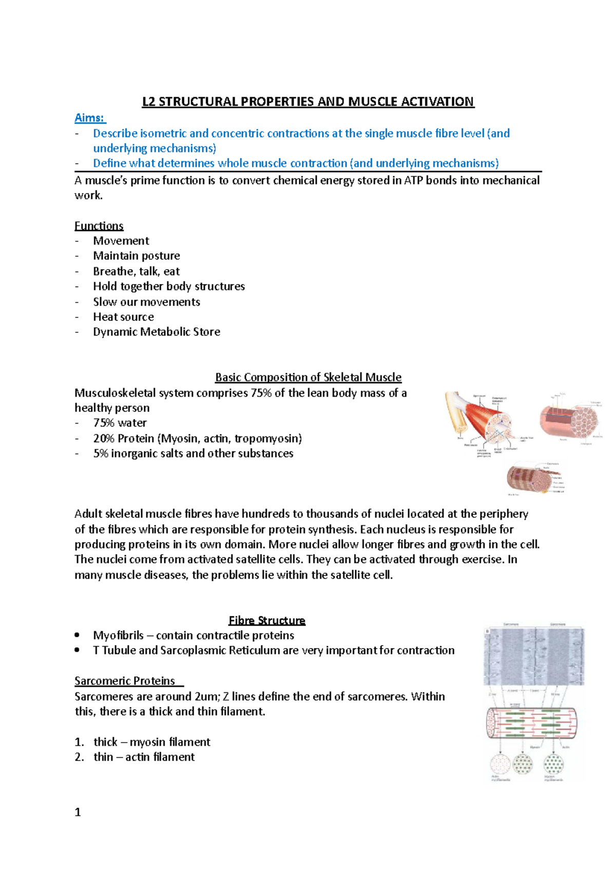 L2 Structural Properties AND Muscle Activation - L2 STRUCTURAL ...