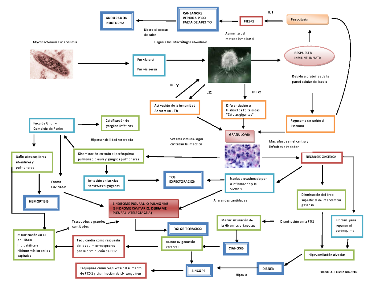 106760378 Fisiopatologia de La Tuberculosis - Debido a proteínas de la ...