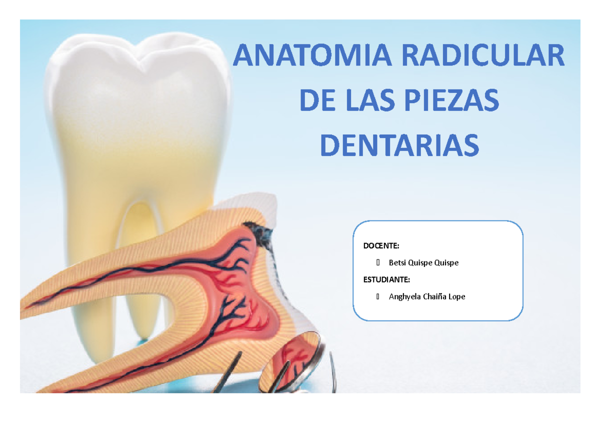 Endo mapa conceptual coductos radicularss - ANATOMIA RADICULAR DE LAS ...