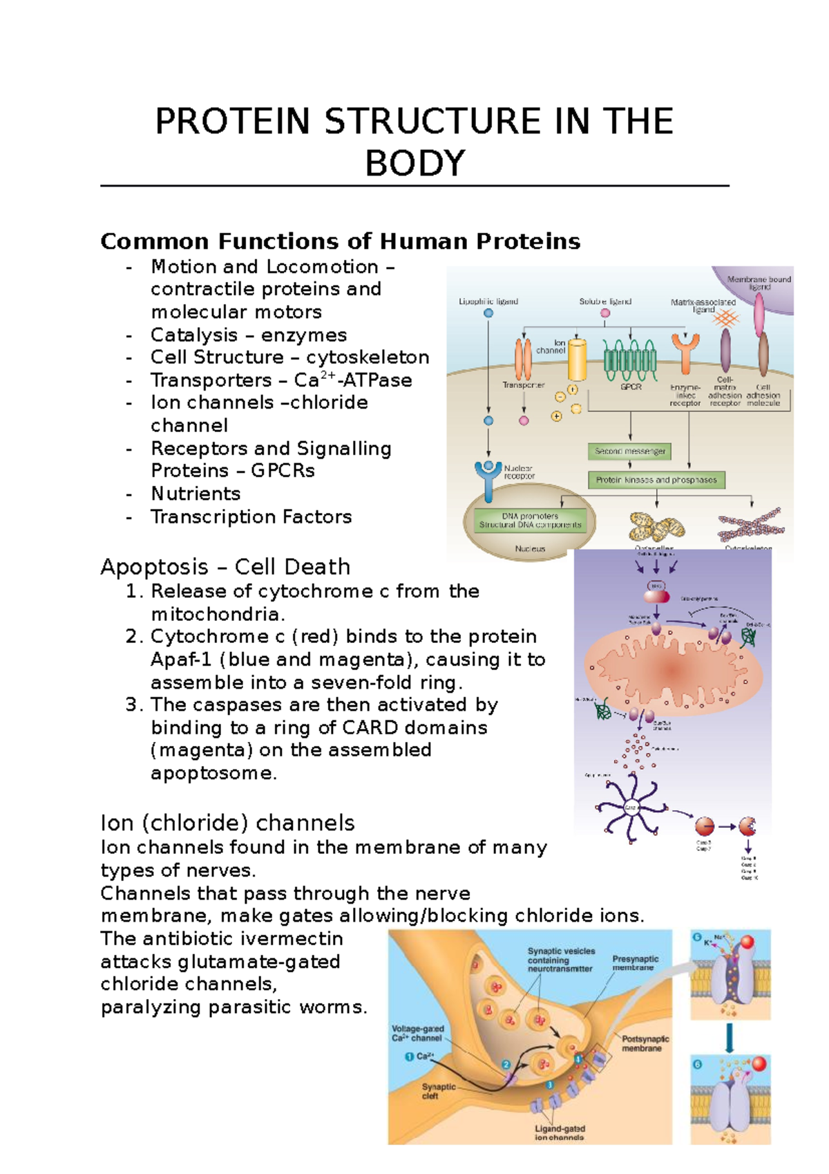 Protein Structure IN THE BODY - PROTEIN STRUCTURE IN THE BODY Common ...