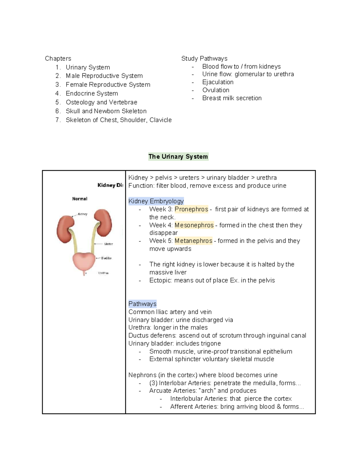 BIOL 65 Exam 2 Study Guide - Chapters 1. Urinary System 2. Male ...