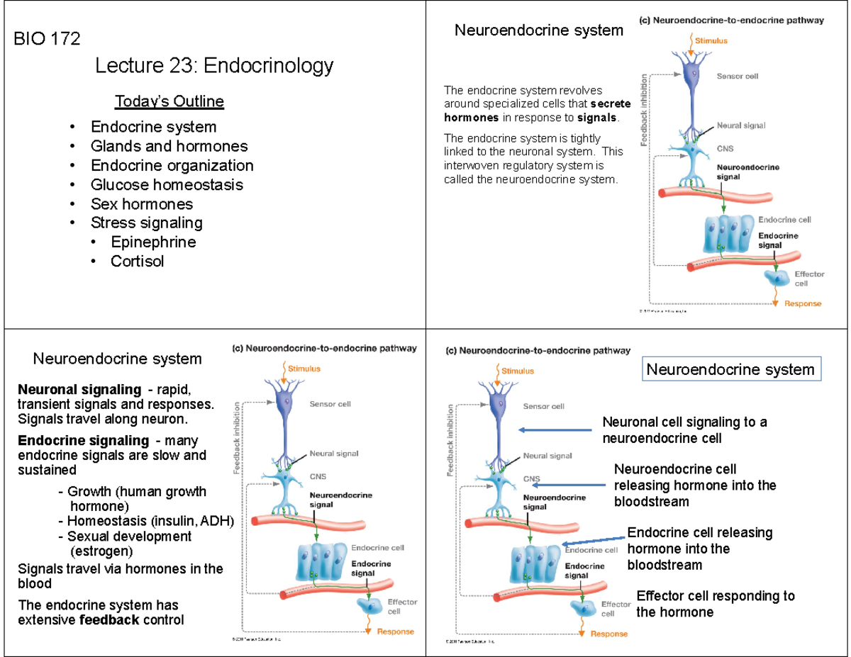 Lecture 23: Endocrinology - Lecture 23: Endocrinology Today’s Outline ...