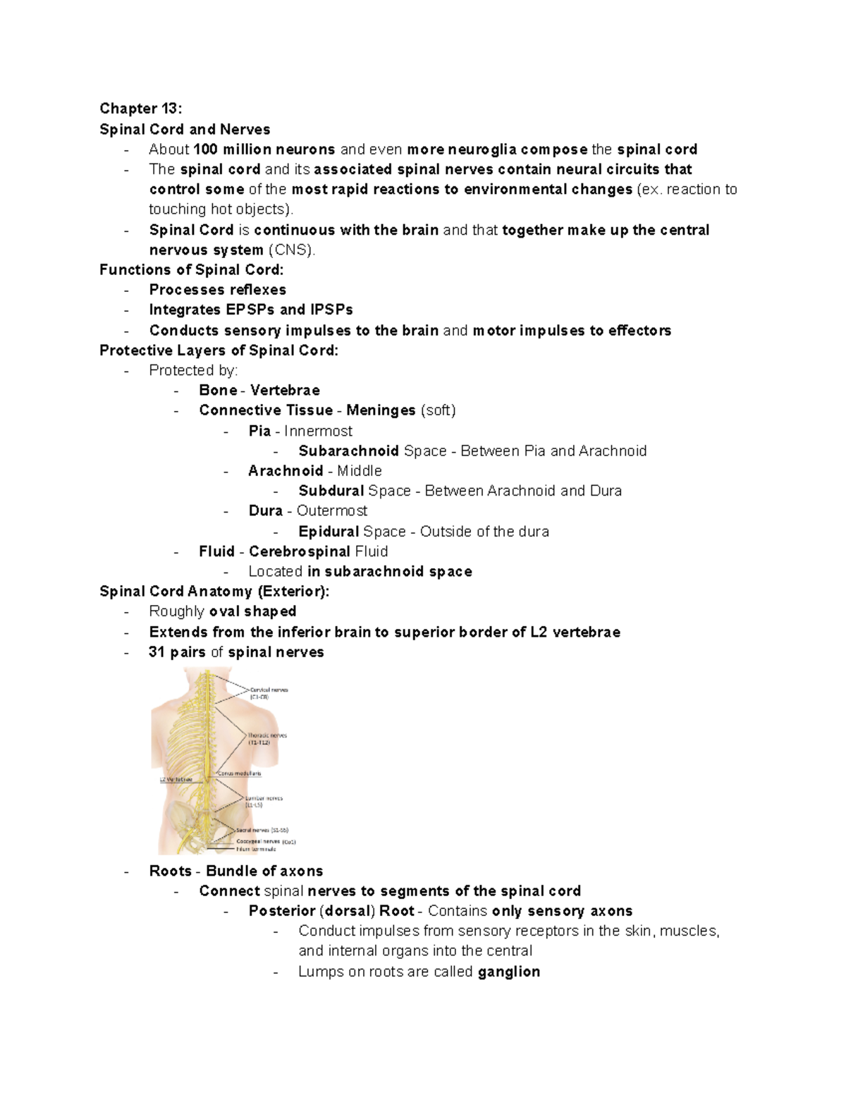 Anatomy and Physiology Lecture - Chapter 13 - Chapter 13: Spinal Cord ...
