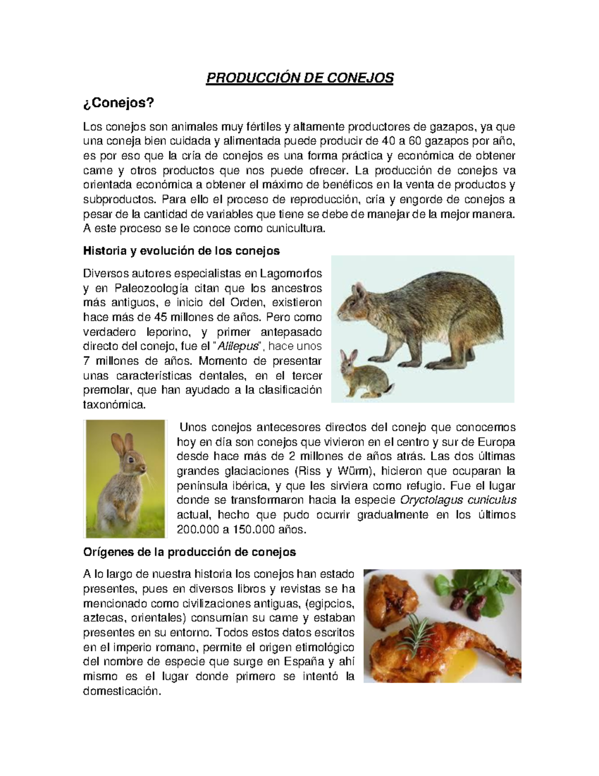 Sistema Productivo de conejos - PRODUCCIÓN DE CONEJOS ¿Conejos? Los ...