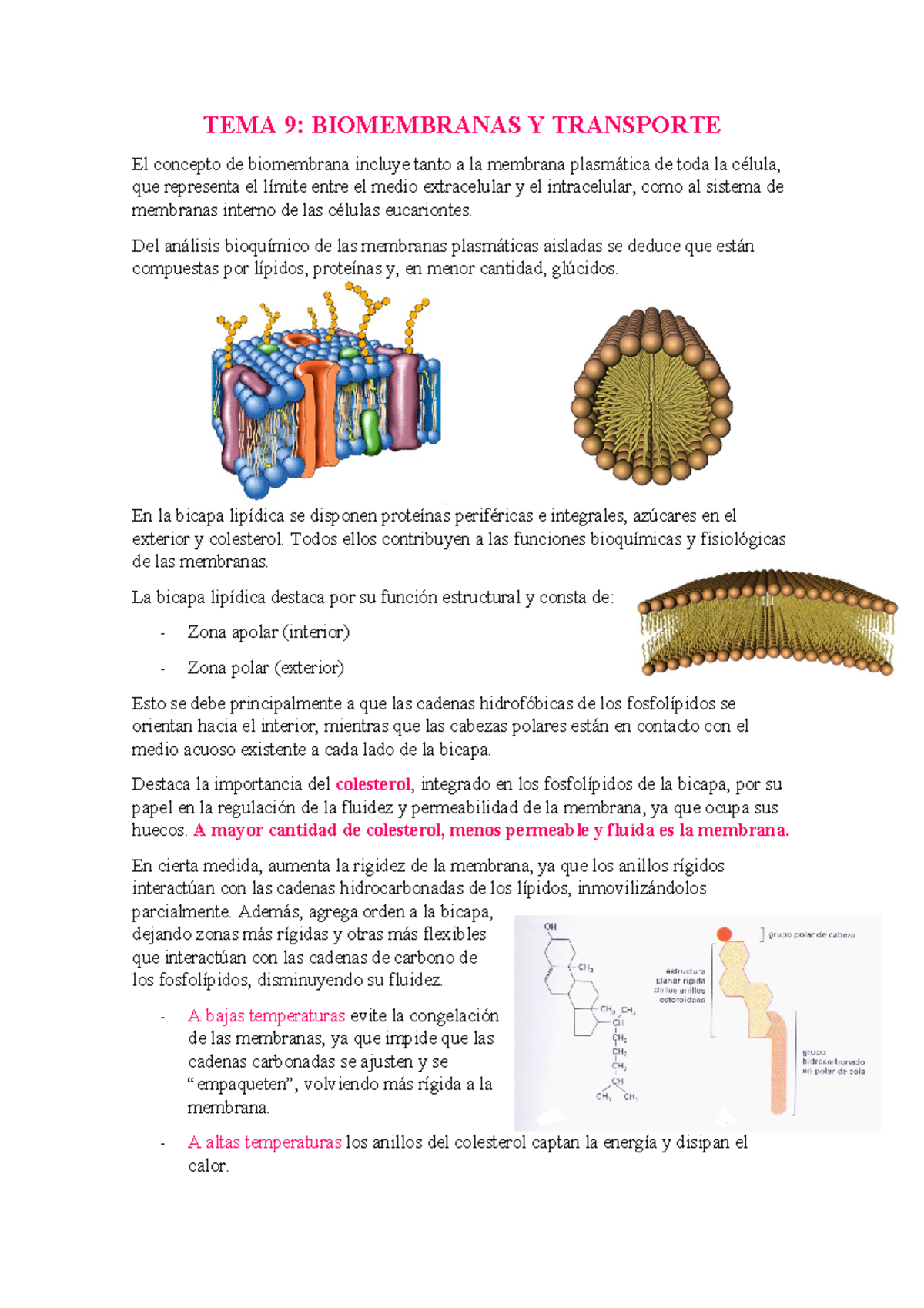 TEMA 9 biomembranas y trasnporte - TEMA 9: BIOMEMBRANAS Y TRANSPORTE El ...