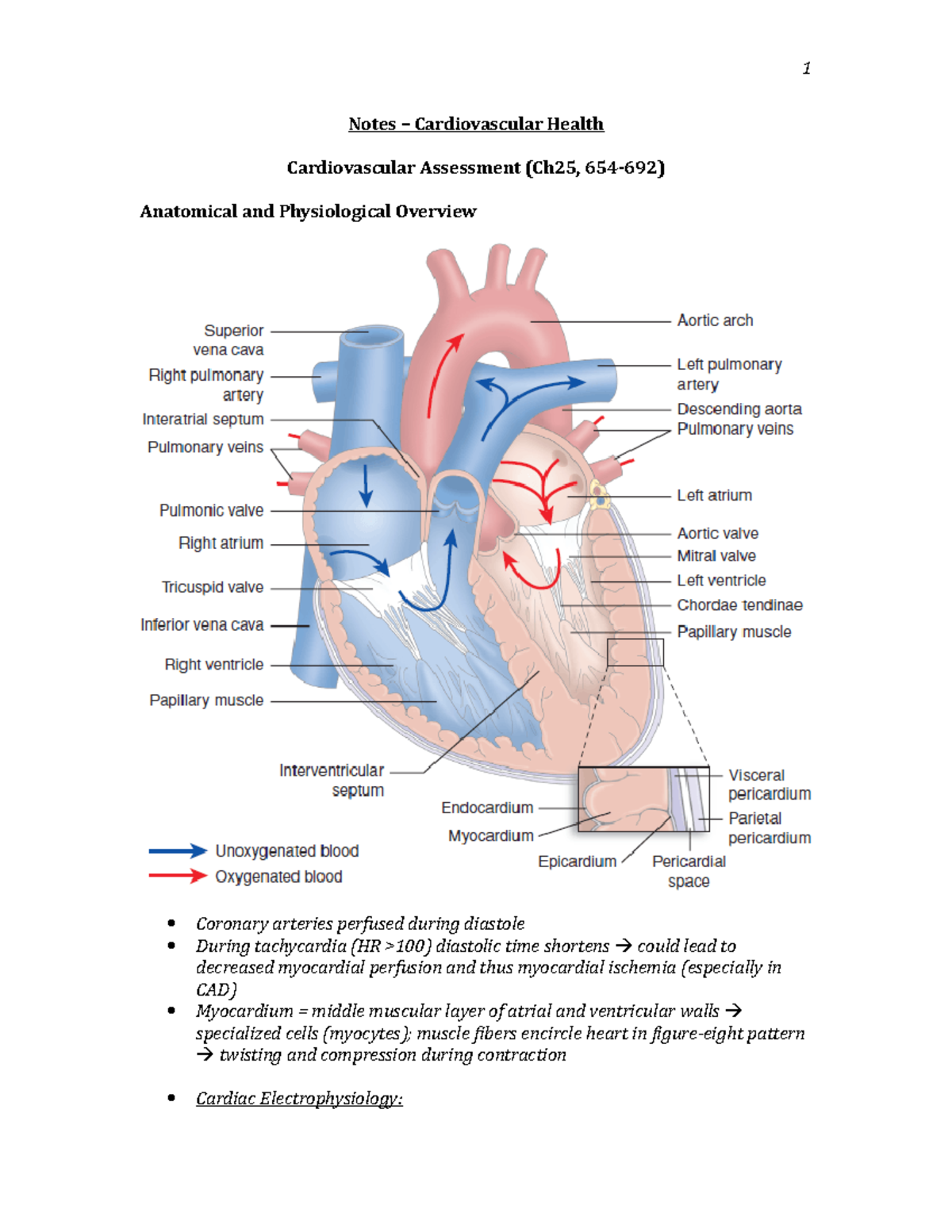 Cardiovascular Assessment - Notes – Cardiovascular Health ...