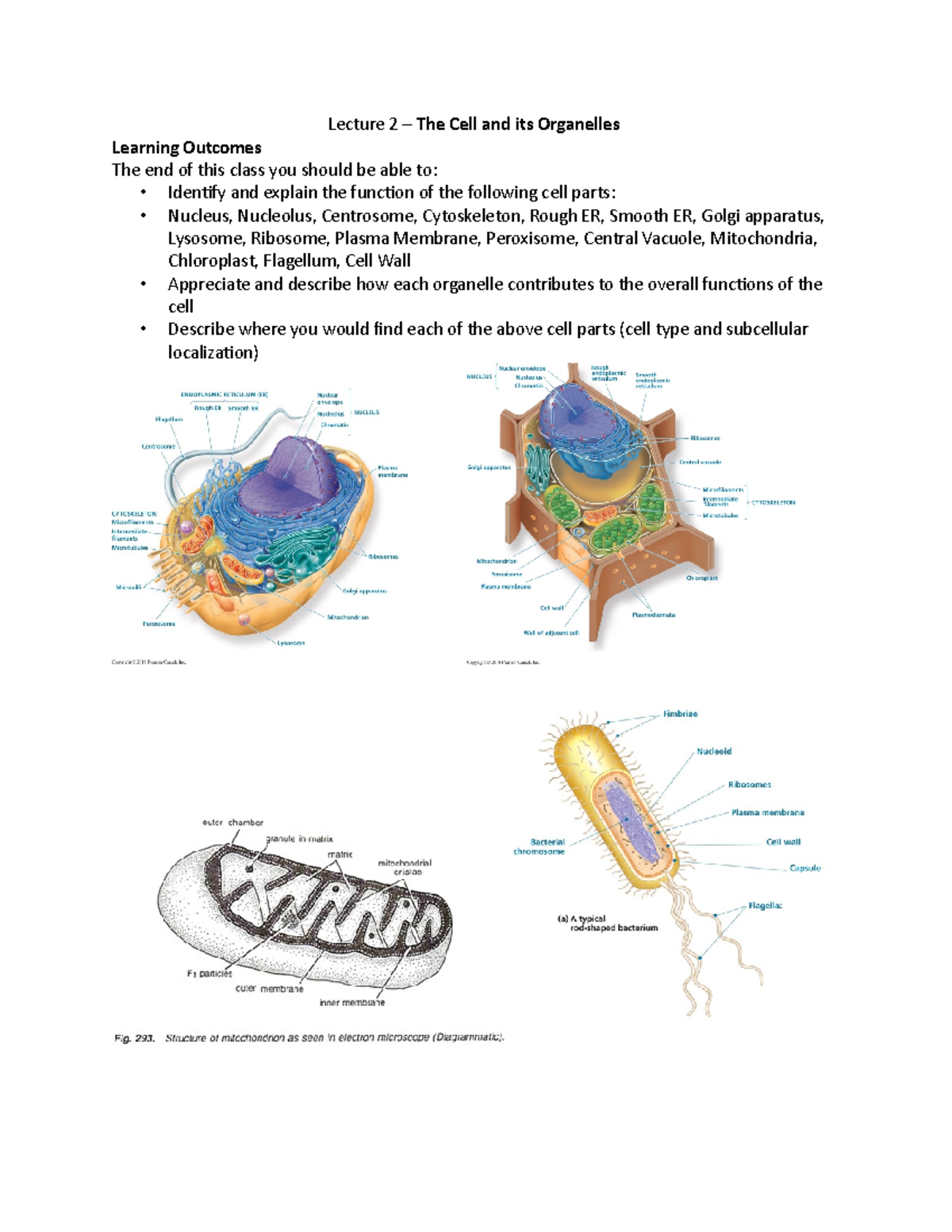 Lecture 3 - The Cell and its Organelles - Lecture 2 – The Cell and its ...