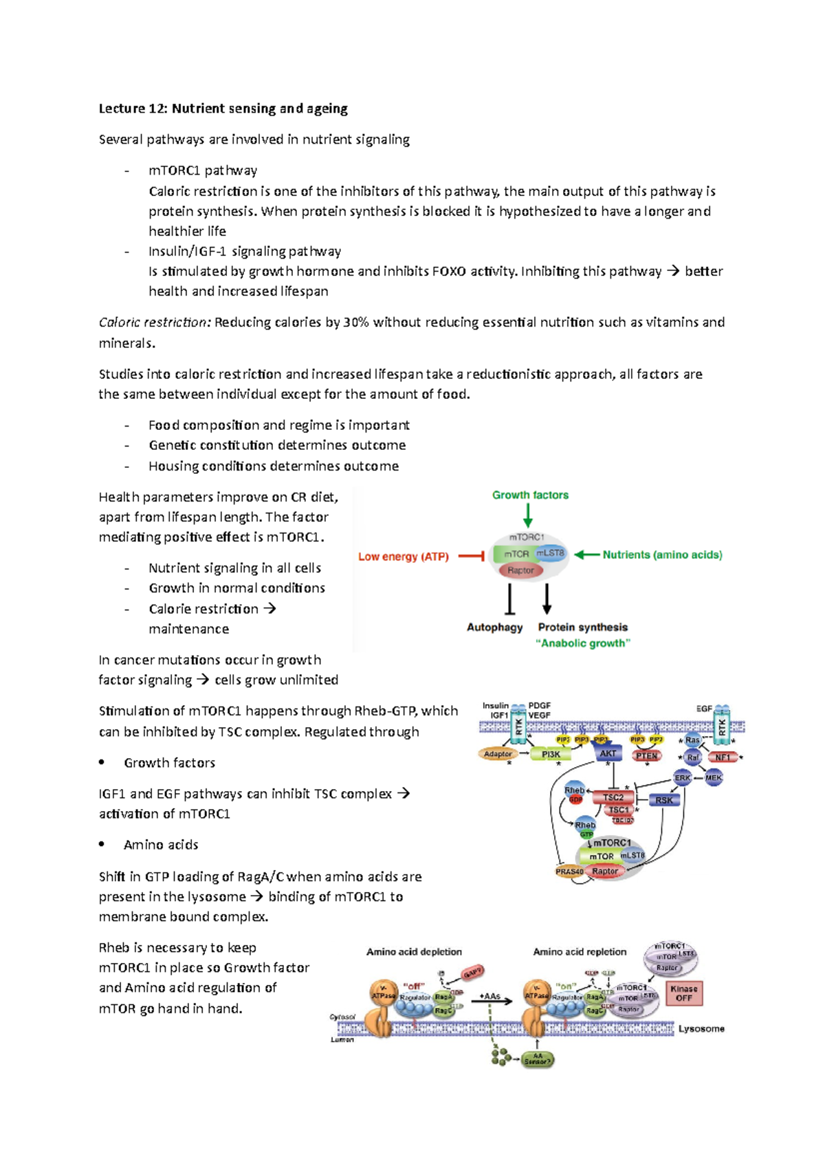 Lecture 12 Nutrient sensing and ageing - Lecture 12: Nutrient sensing ...