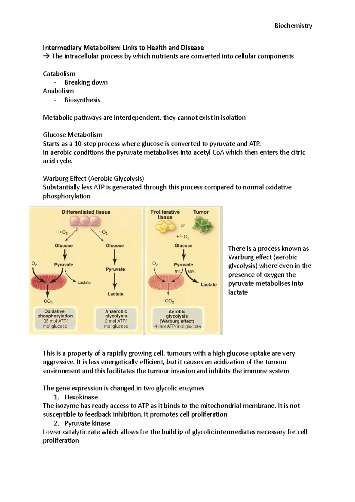 Intermediary Metabolism - In aerobic conditions the pyruvate ...