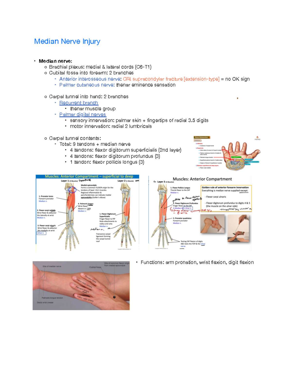 Elbow - Median Nerve Injury Median nerve: Brachial plexus: medial ...