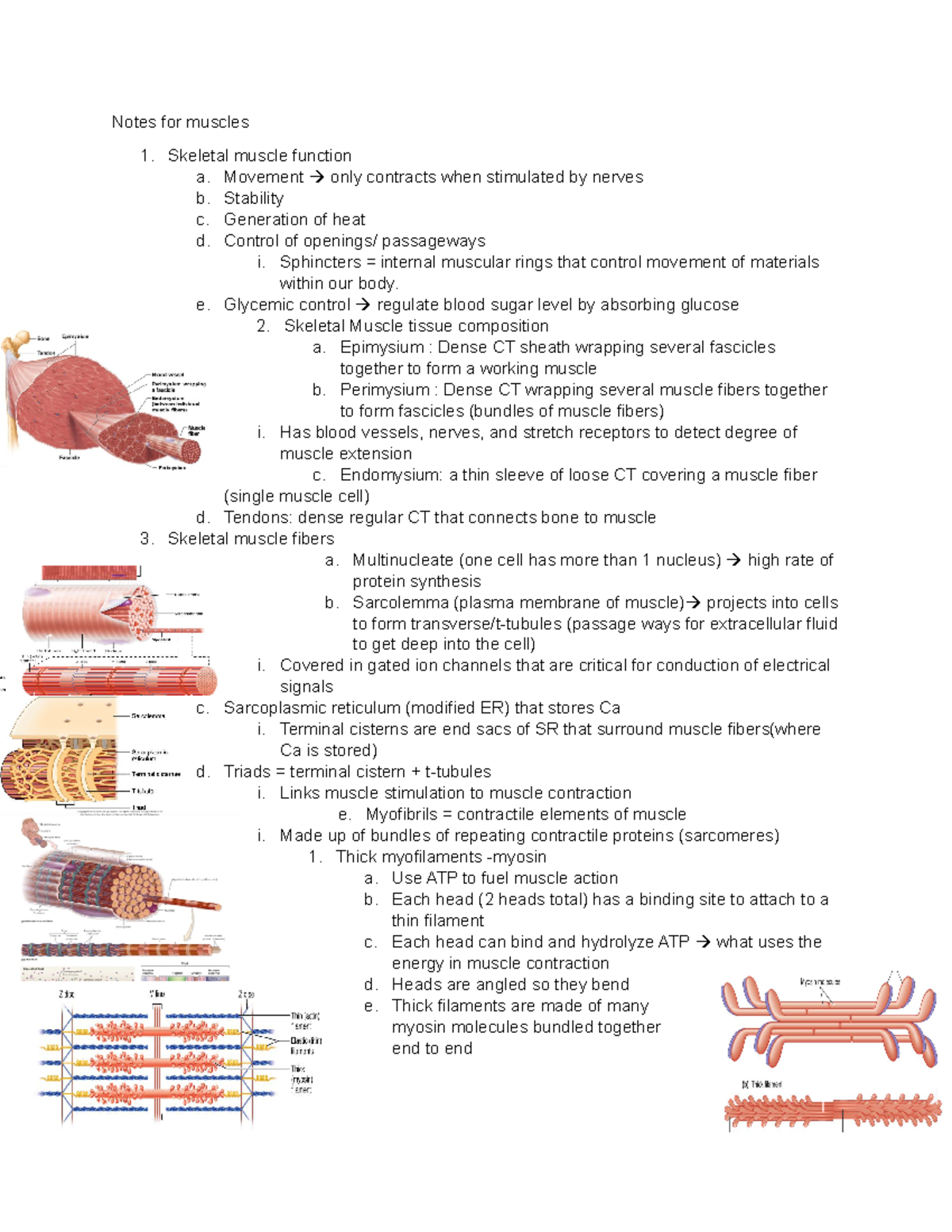 Muscles - Teacher is Dr. Rivard - Notes for muscles Skeletal muscle ...
