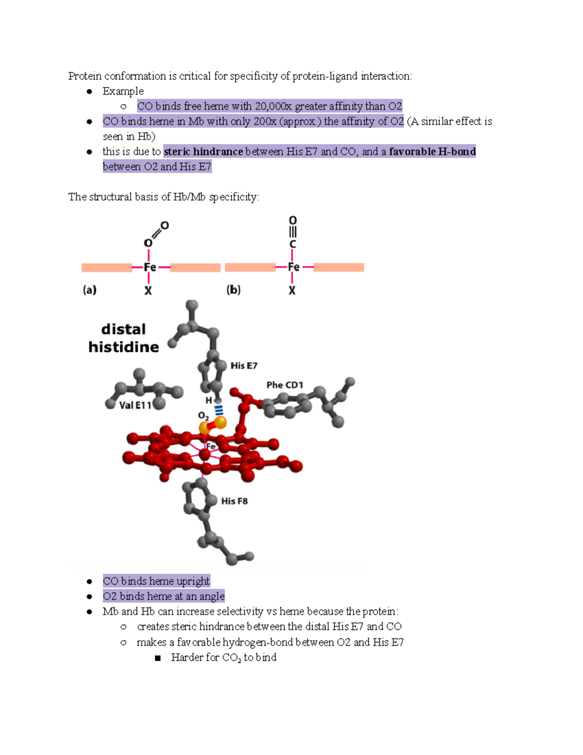 BIOC Lec 5 - BIOC 3650 - Protein conformation is critical for ...