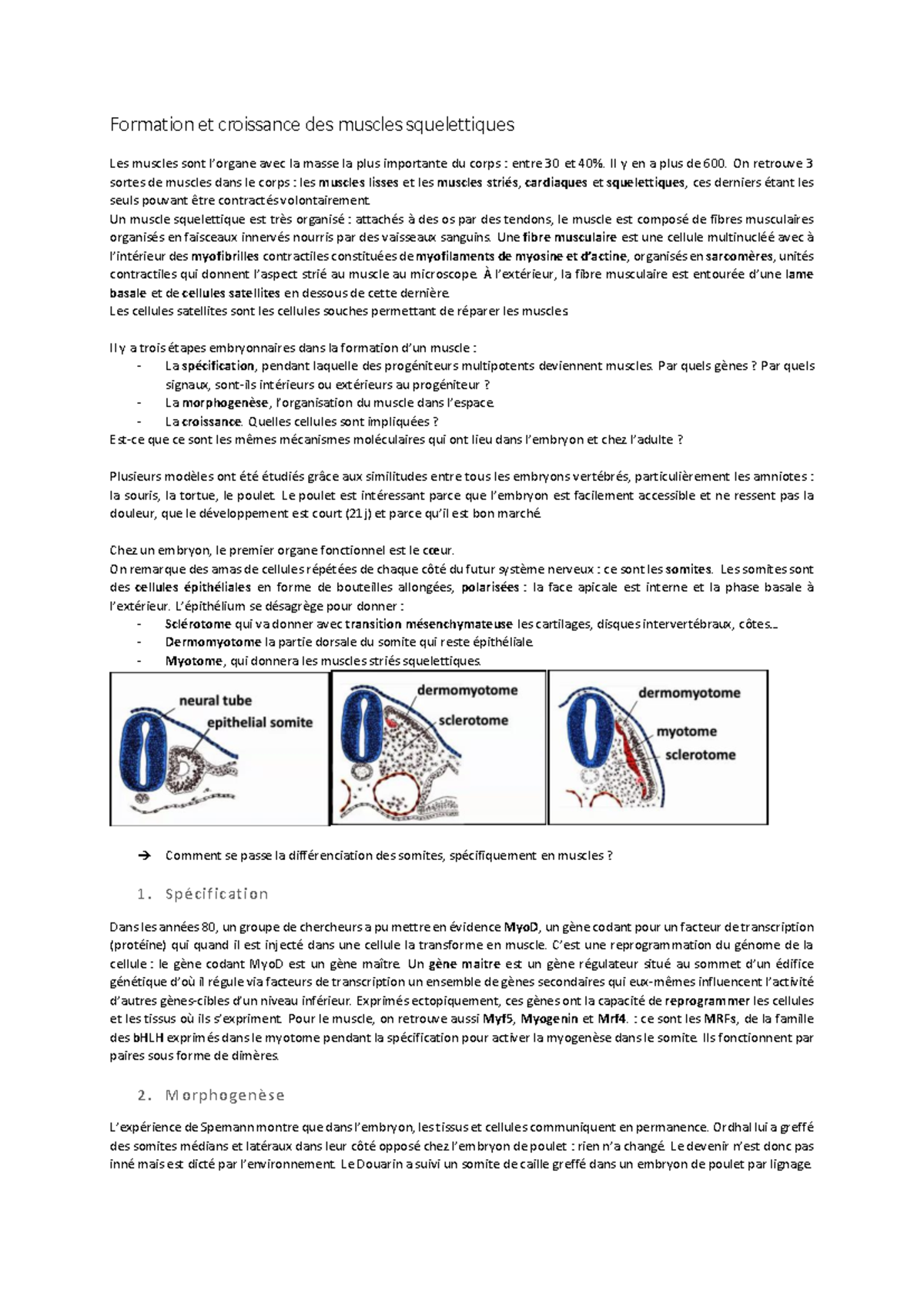 Formation et croissance des muscles squelettiques v Finale - Formation ...