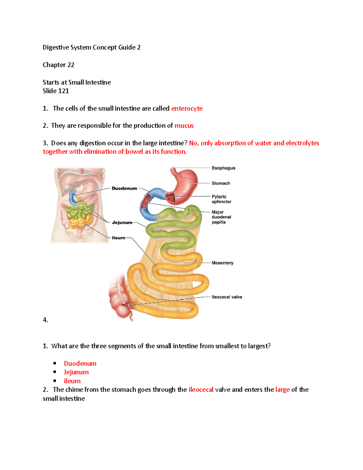 Digestive System Concept Guide 2 - BIOS 2320 - MCC - Studocu
