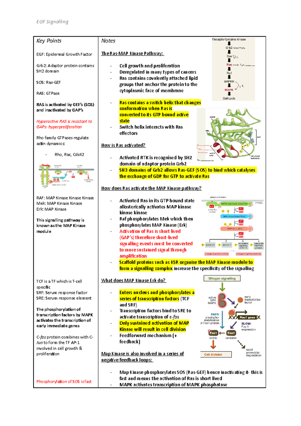 RTK’s 2- Ras MAPK Pathway - EGF Signalling Key Points EGF: Epidermal ...