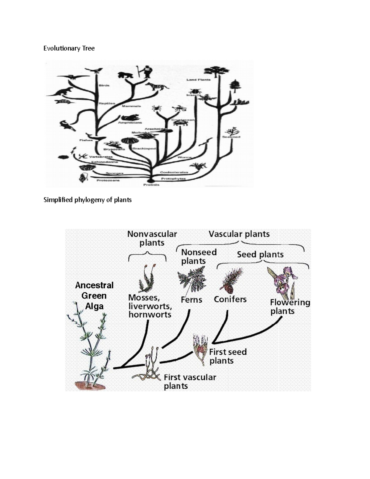 Evolution notes - Evolutionary Tree Simplified phylogeny of plants ...