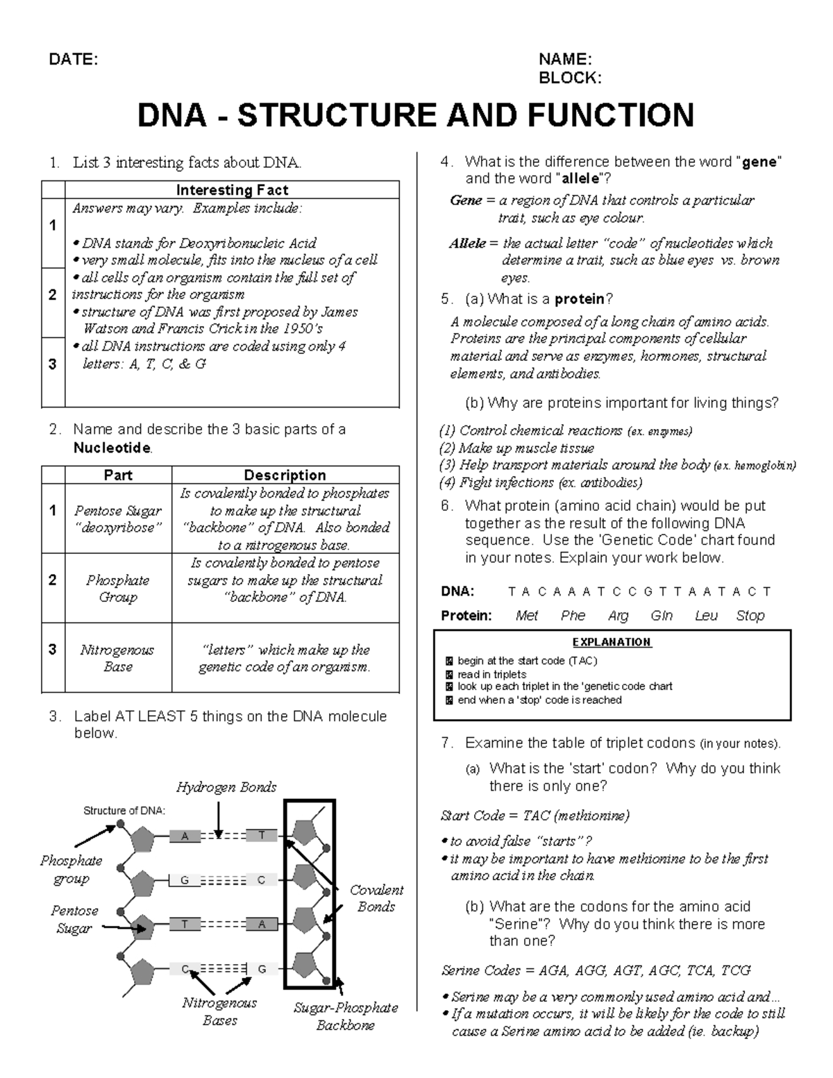 DNA Structure and Function WKST (Fall 2013 ) - Answer Key - DATE: NAME ...