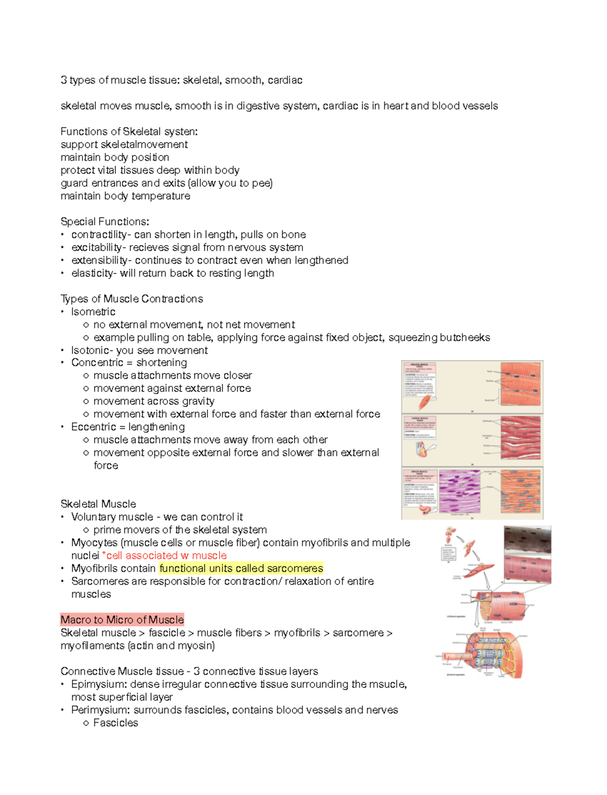 Myology - Prof Burnet - 3 types of muscle tissue: skeletal, smooth ...