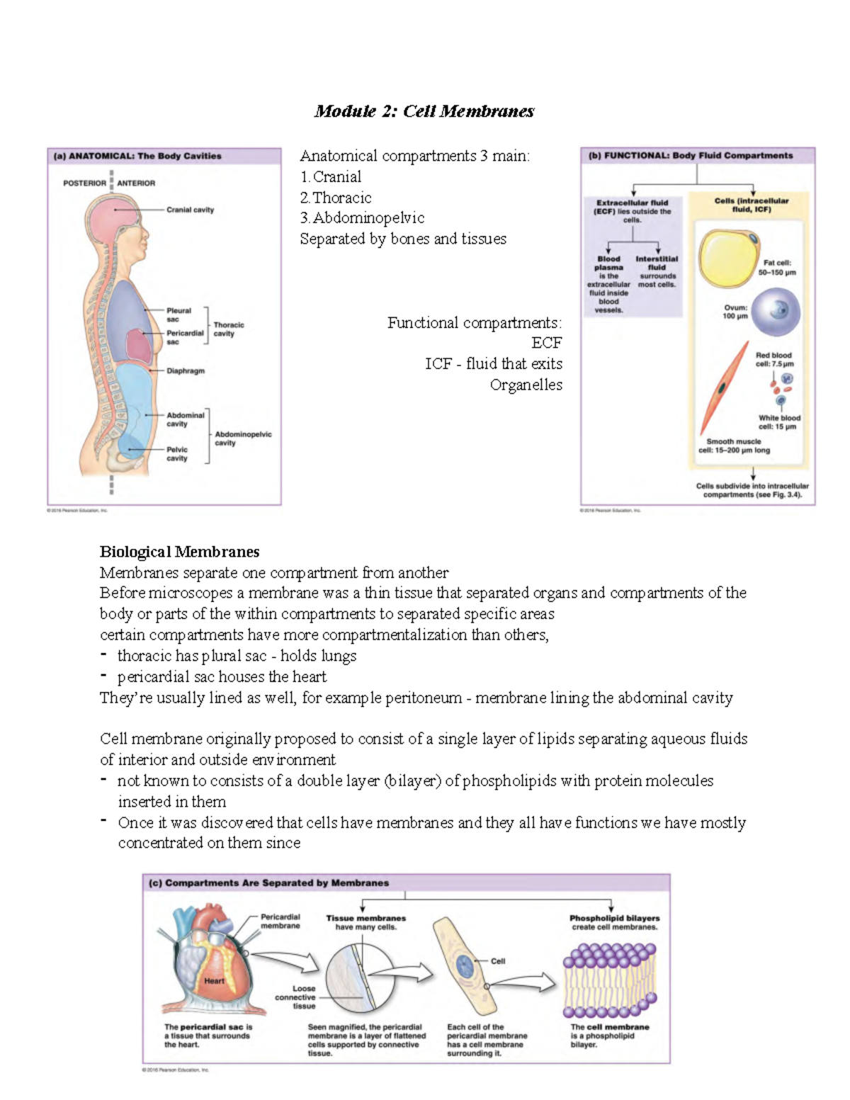 Module 2.1 Cell Membranes - Module 2: Cell Membranes Anatomical ...