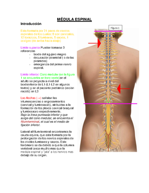 Anatomía II Tema 11 - ANATOMÍA II Tema 11. La transcavidad de los ...