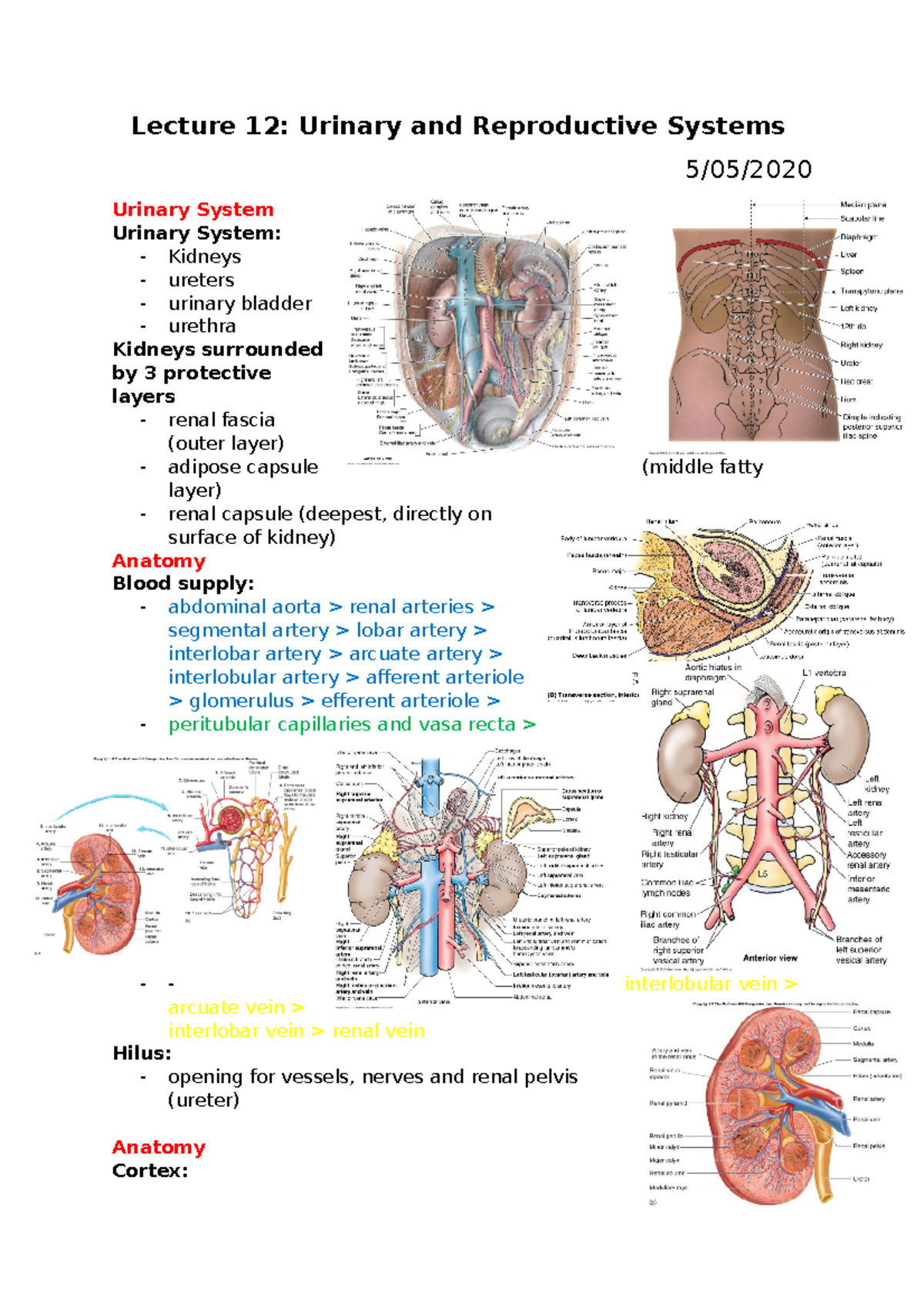 Lecture 12 Urinary and Reproductive Systems - Lecture 12: Urinary and ...