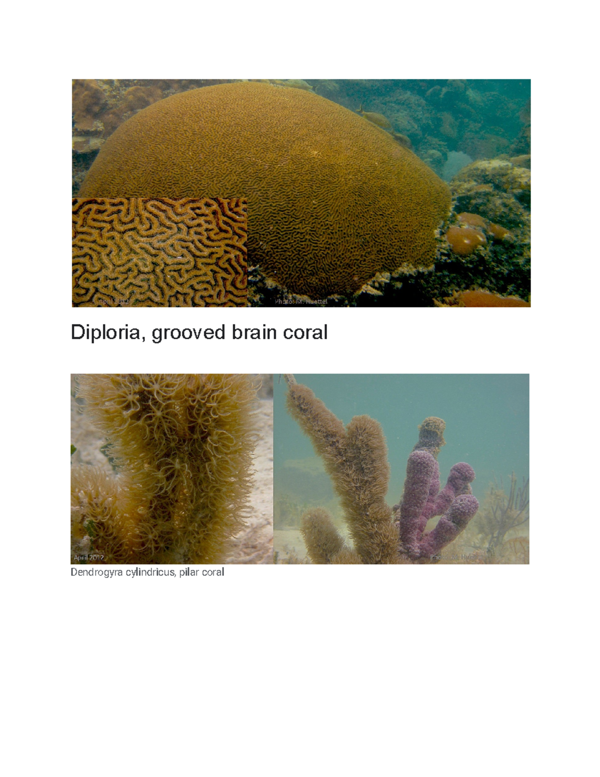 Week 9 species identification - Photo: M. Huettel Diploria, grooved ...