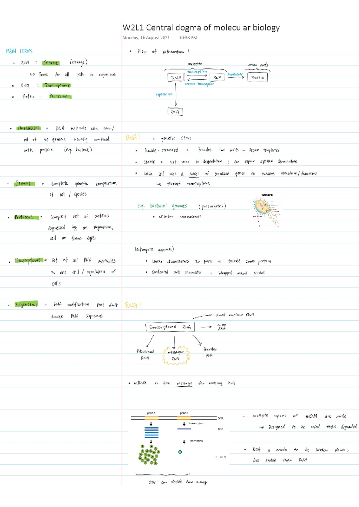 L4 notes - W2L1 Central dogma of molecular biology Monday, 16 August ...