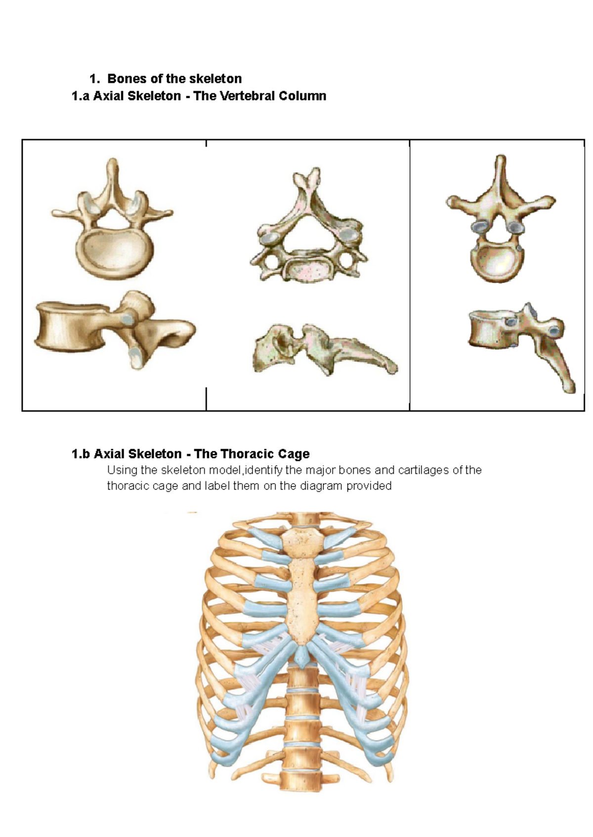 Bones and Articulations Study - 1. Bones of the skeleton 1 Axial ...