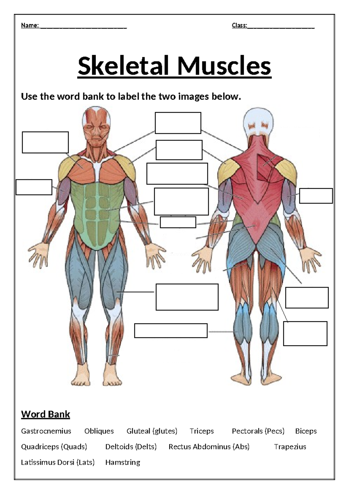 WS04-Muscle Labelling - Name: ___________________________ Class ...