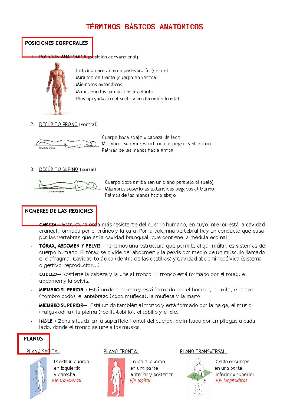 TEMA 1 (FB) - TÉRMINOS BÁSICOS ANATÓMICOS POSICIONES CORPORALES ...