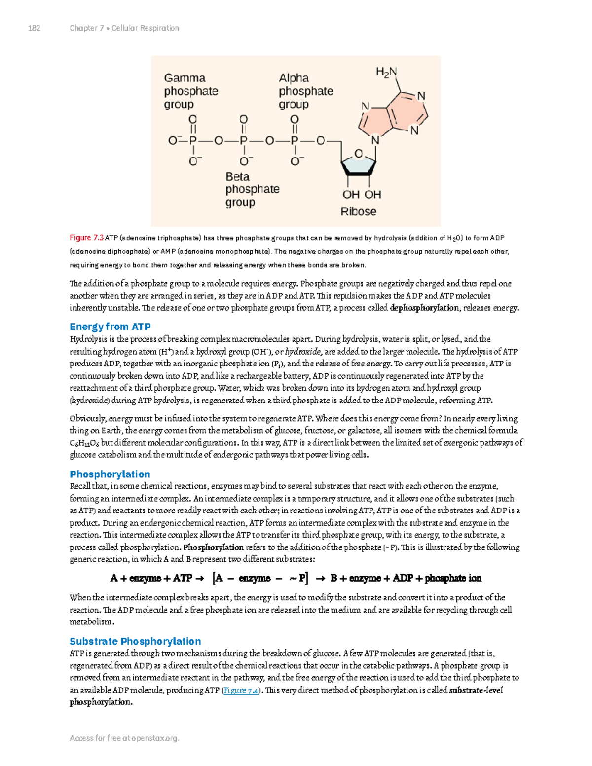 Chapter 7 Cellular Respiration Part 2 - Figure 7 ATP (adenosine ...