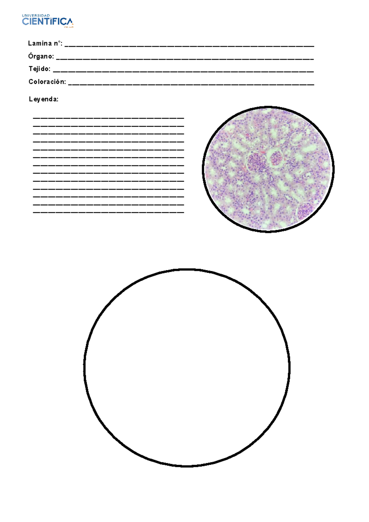 Lam CE - 17 riñón coloración PAS - Lamina n°: - Studocu
