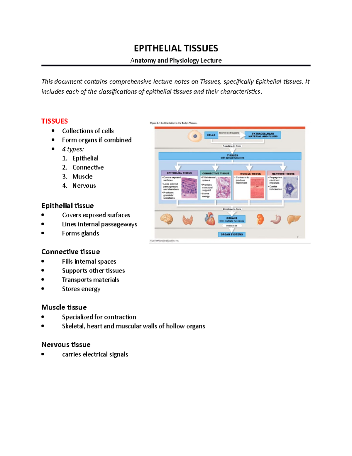 Epithelial Tissues - It includes each of the classifications of ...