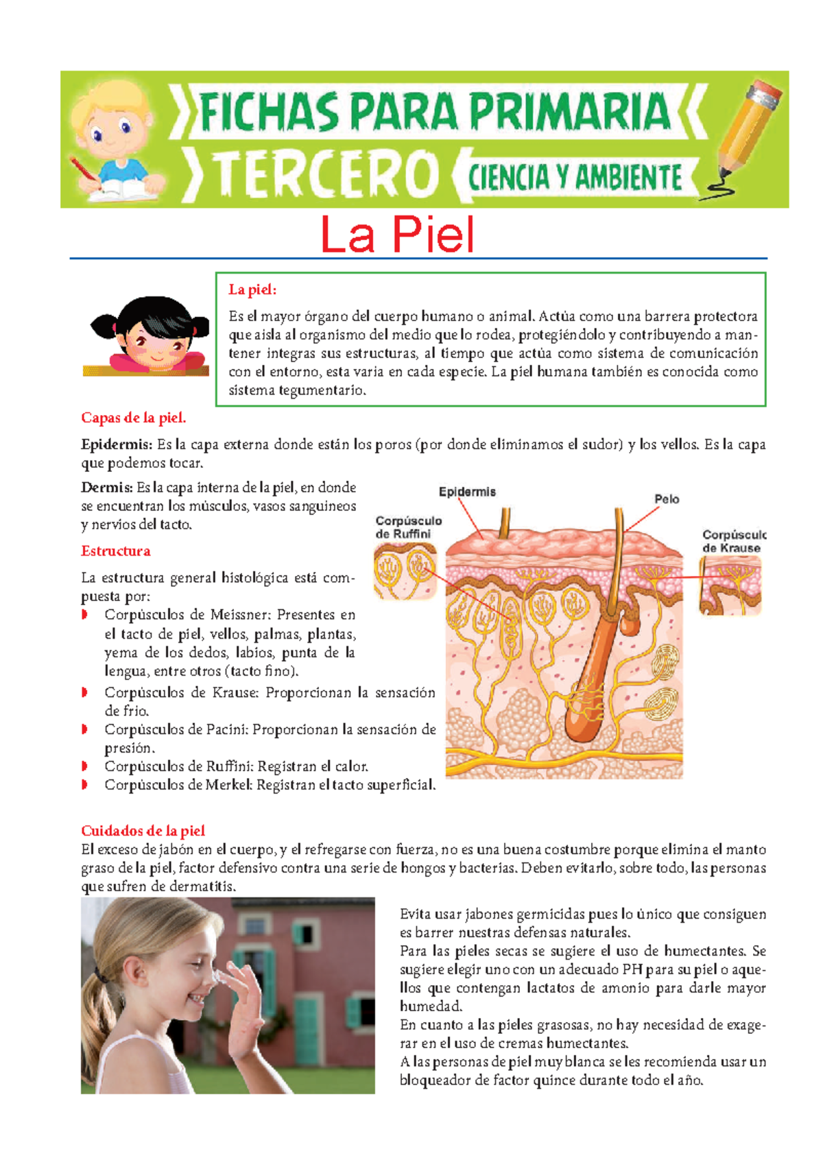 La Piel Humana para Tercero de Primaria - La piel: Es el mayor órgano ...