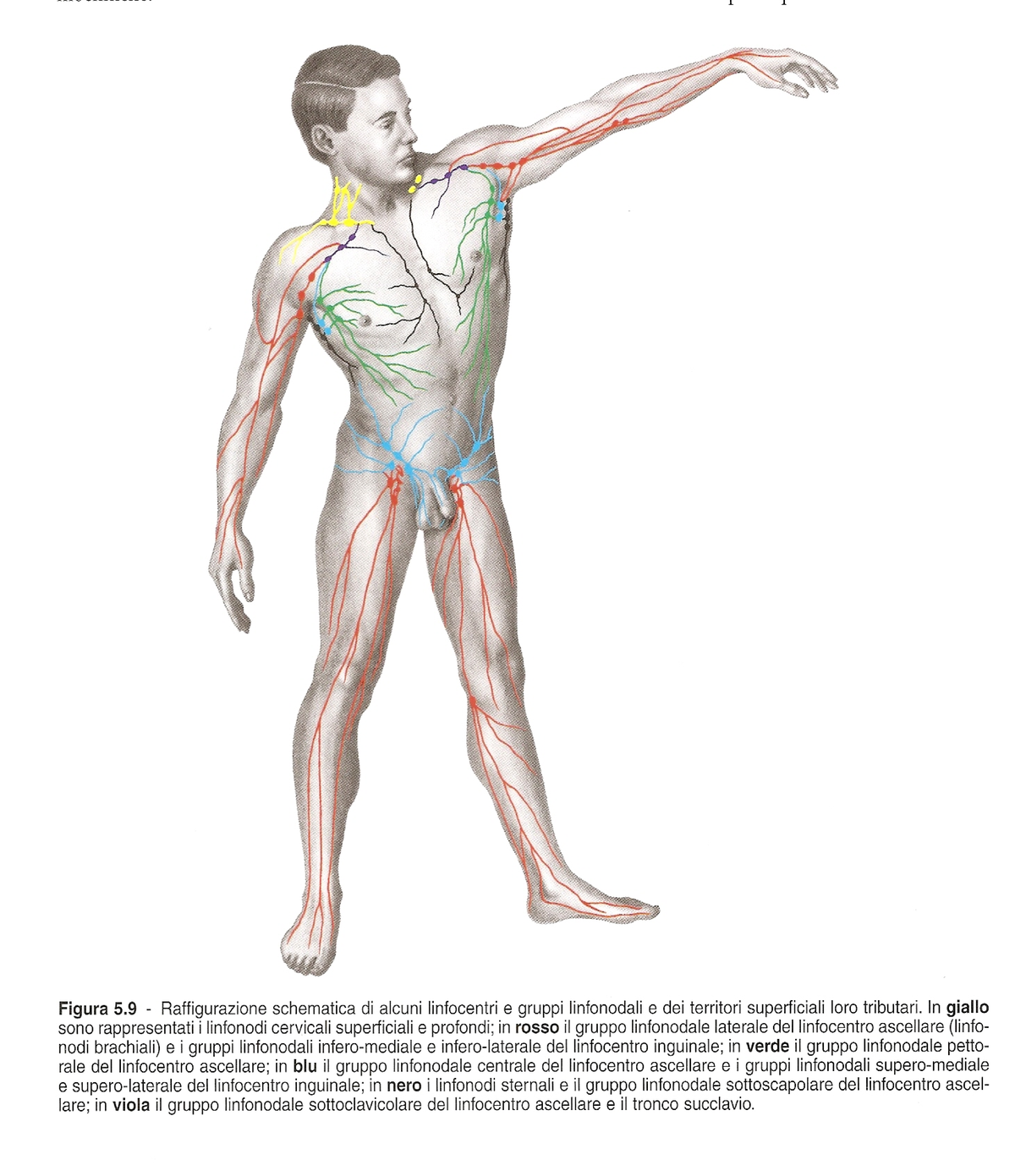 Linfonodi - Figura 5 — Raffigurazione schematica di alcuni Iinfocentri ...