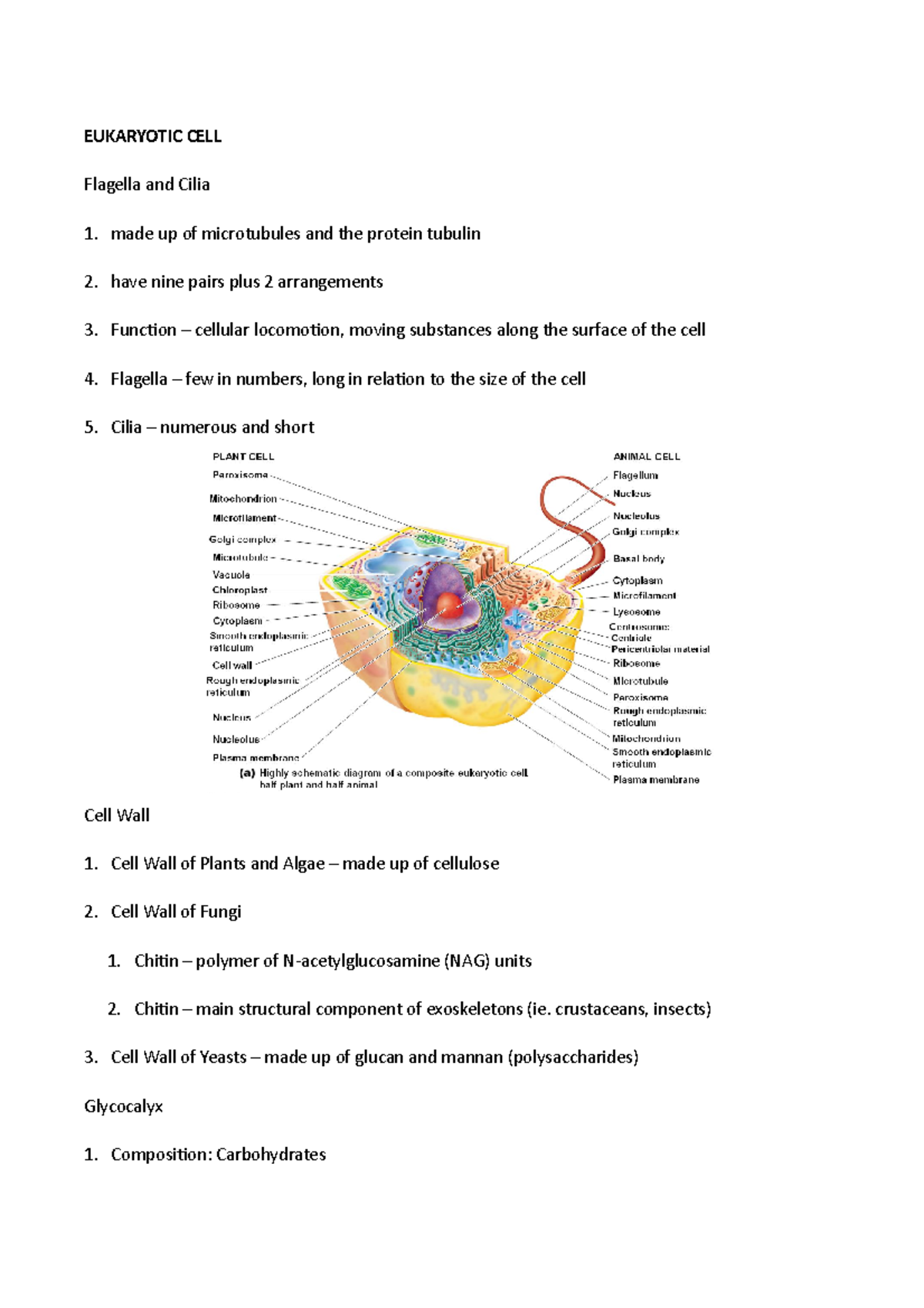 Eukaryotic CELL in depth and details - EUKARYOTIC CELL Flagella and ...
