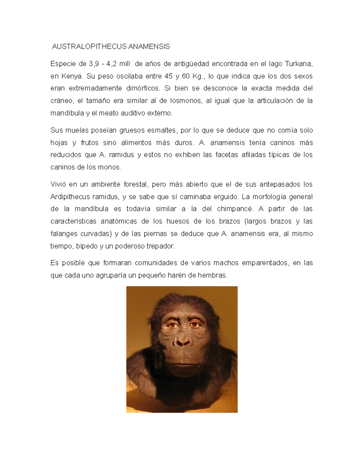 Australopithecus Anamensis - AUSTRALOPITHECUS ANAMENSIS Especie de 3,9 ...