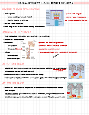 The Sensorimotor System, Cortex - The sensorimotor system: Cortex ...