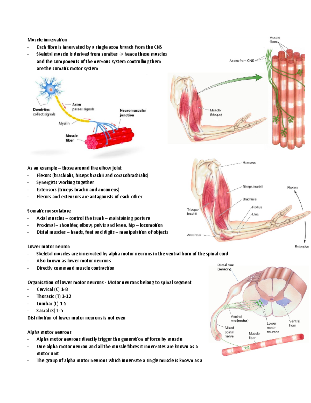 Spinal Control of Movement - Muscle innervation Each fibre is ...