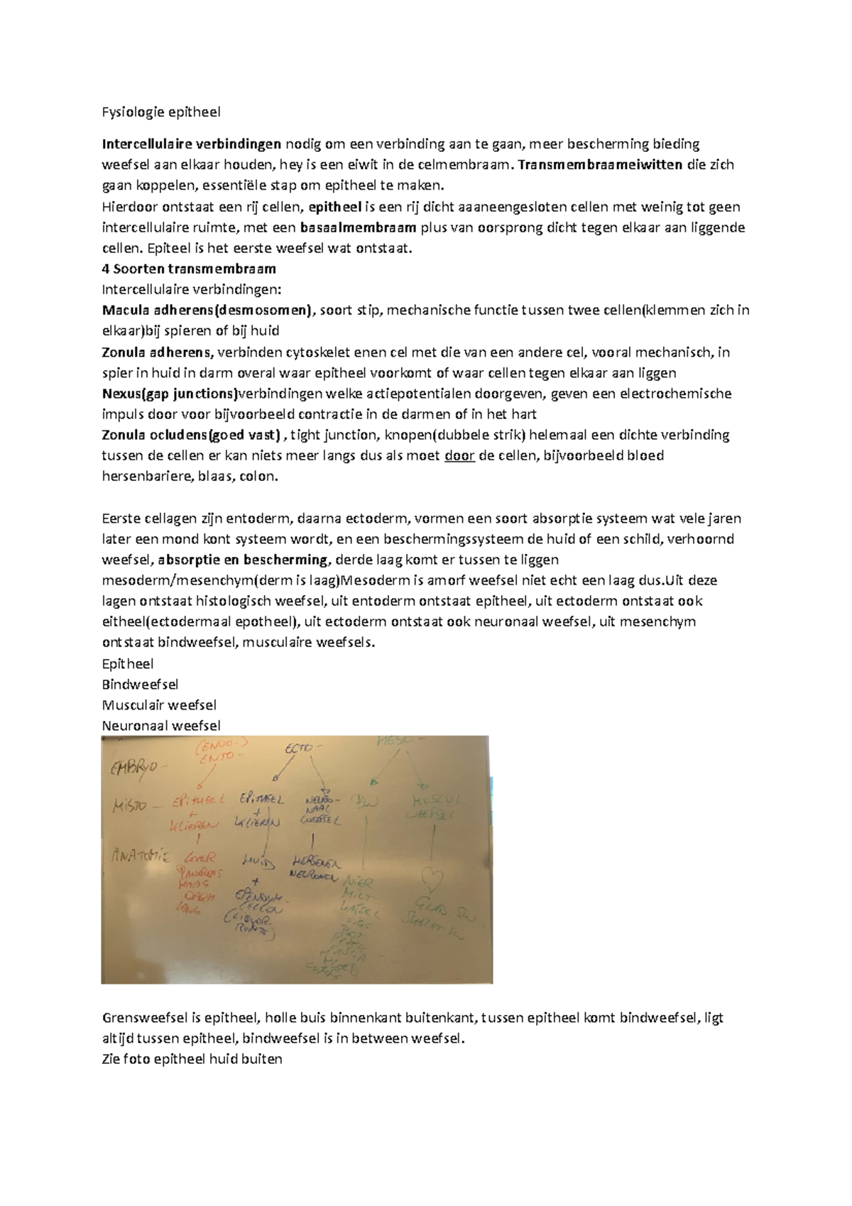 Fysiologie epitheel - Fysiologie epitheel Intercellulaire verbindingen ...