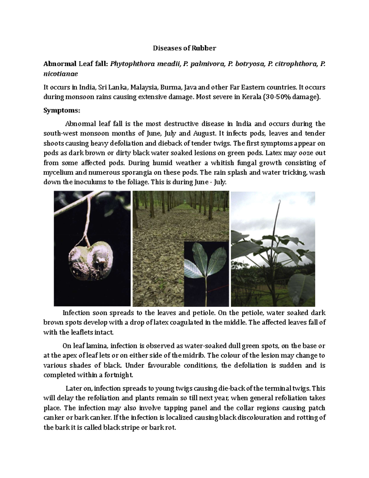 Diseases of Rubber - Diseases of Rubber Abnormal Leaf fall ...
