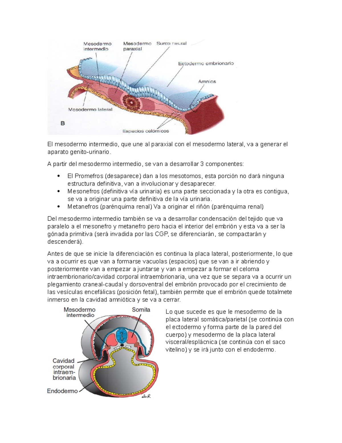 Clase 12 03 18 - Apuntes de embriología - El mesodermo intermedio, que ...