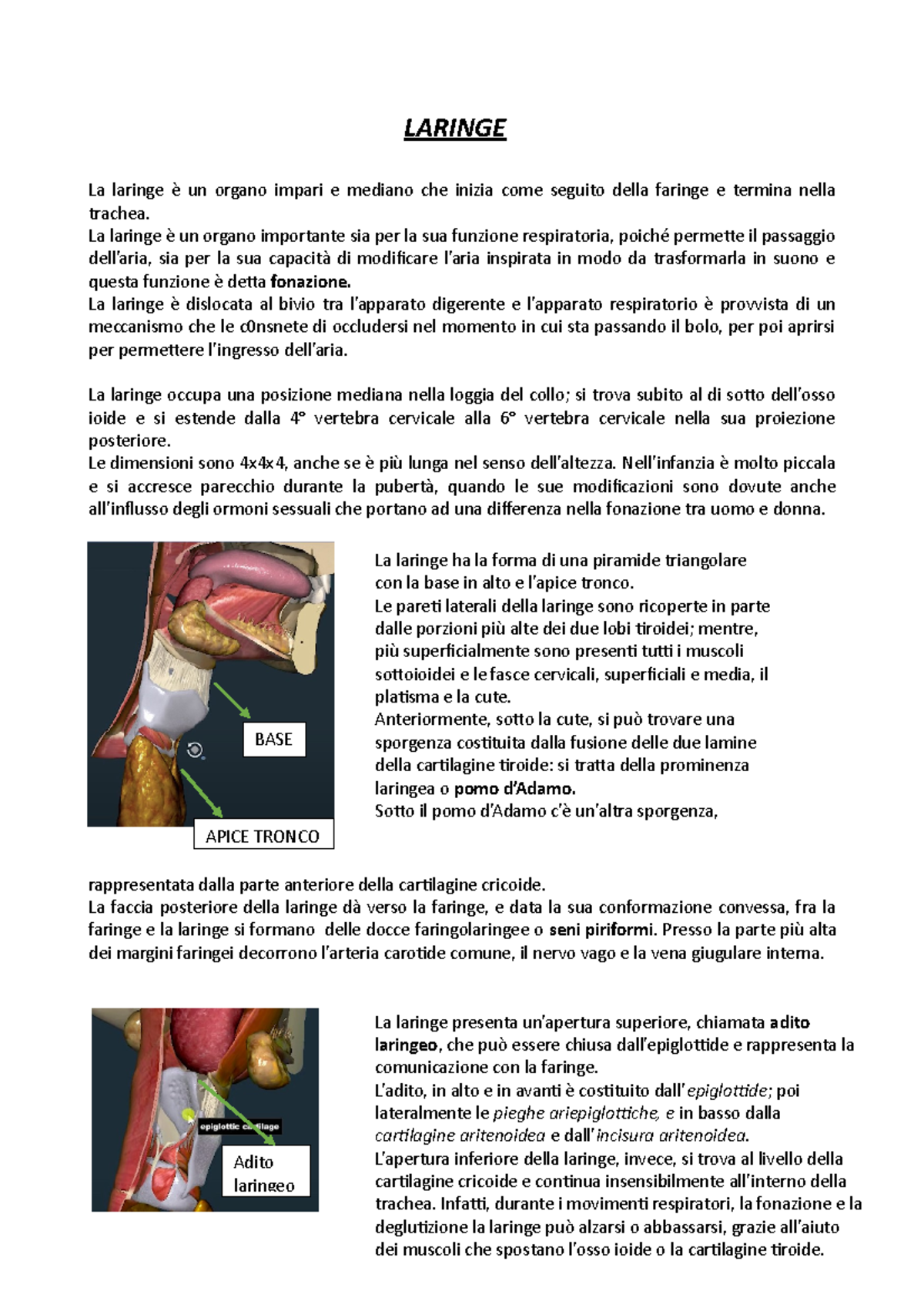 Laringe - LARINGE La laringe è un organo impari e mediano che inizia ...