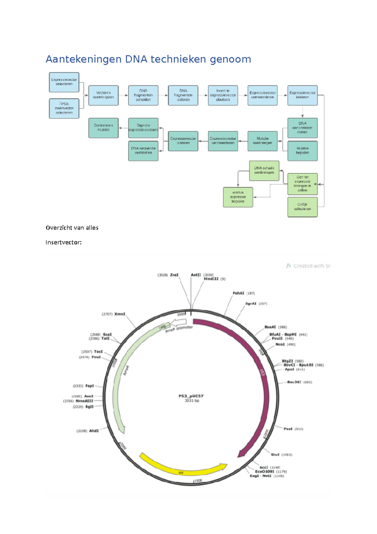 Aantekeningen DNA technieken genoom deel 2 - Aantekeningen DNA ...